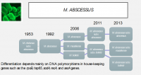 Nontuberculous mycobacteria (NTM) - Bronchiectasis